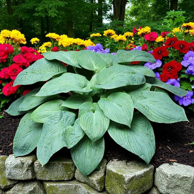 6 x Hosta Jurassic Park Bare Root - Summer Flowering Perennial with ...