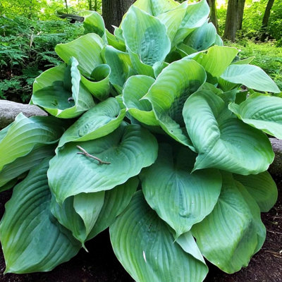 6 x Hosta Jurassic Park Bare Root - Summer Flowering Perennial with ...
