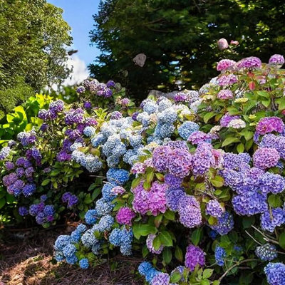 6 x Hydrangea Bare Root Mix - Hardy, Easy to Grow Summer Flowering ...
