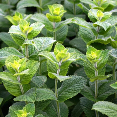 6 x Mixed Mint Plants in 9cm Pots - Very Fragrant - Ideal for Cooking