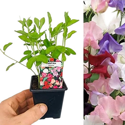 6 x Mixed Sweet Pea Plants in 9cm Pots - (Not Seeds) Several Plants in ...