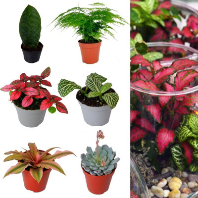 6 x Mixed Terrarium Indoor Plants - Unusual Mini Houseplants Perfect ...