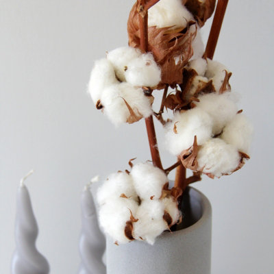 6 x Natural Dried Cotton Stems - Approx. 60cm in Height - Dried Flowers ...