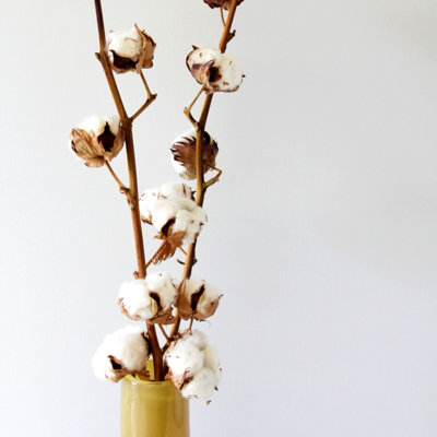 6 x Natural Dried Cotton Stems - Approx. 60cm in Height - Dried Flowers ...