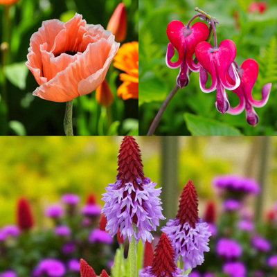 6 x Papaver Picotee, Dicentra Burning Hearts & Prumela Vialii Bare Root ...