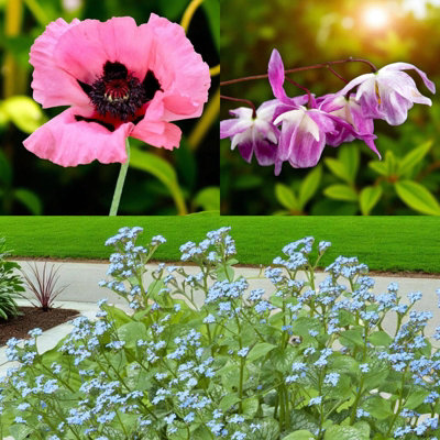 6 x Papaver Raspberry Queen, Epimedium roseum & Brunnera Jack Frost ...