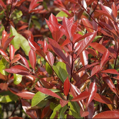 6 x Photinia Red Robin Plants - 9cm Pots - Ready to Plant