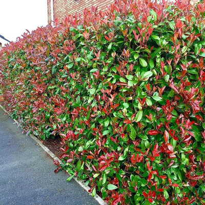 6 x Photinia Red Robin Plants - 9cm Pots - Ready to Plant