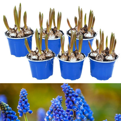 6 x Pots of Grape Hyacinth Spring Bulbs - Winter Flowering Muscari ...