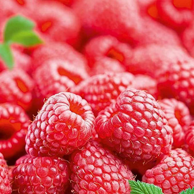 6 x Raspberry Polka Bare Root Cane - Fruit Plant (Environmentally ...