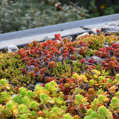 6 x Sedum Stonecrop Plant Mix in 9cm Pots - Mixed Varieties - Evergreen ...