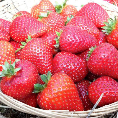 6 x Strawberry Buddy Bare Roots - Grow Your Own Strawberries