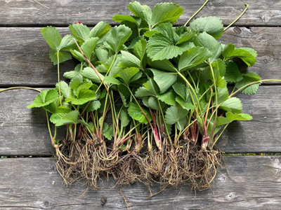 Buy 6 x Strawberry Elsanta Bare Roots - Grow Your Own Strawberries at B&Q