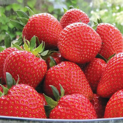 6 x Strawberry Symphony Bare Roots - Grow Your Own Strawberries