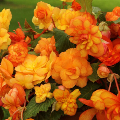 60 x Begonia Apricot Shades Pro Plant Plugs Trailing Plant Plugs for ...