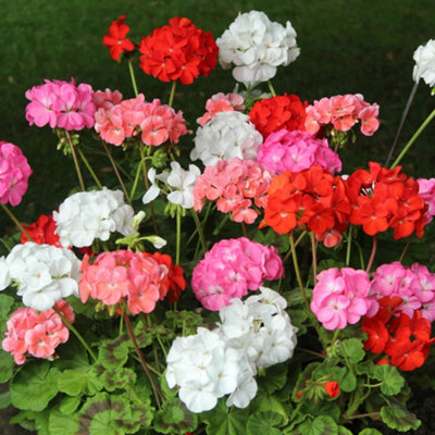 60 x Geranium Parade Pro + Plant Plugs Ready to Plant Out Geranium ...