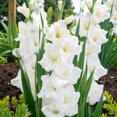 60 x Gladioli Amsterdam Summer Flowering Bulbs - White Gladiolus Sword ...