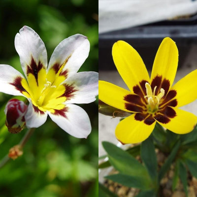 60 x Sparaxis Bulbs Duocolour White Yellow Mix - Harlequin Flower ...