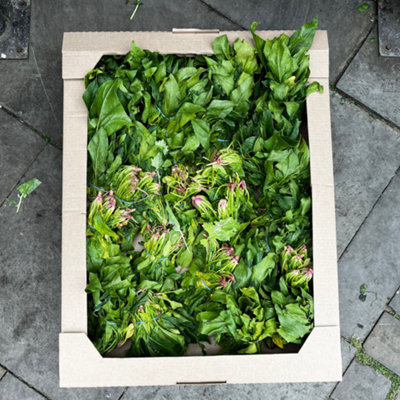 640mm x 495 x 130 DW Die-Cut Cardboard Trays for Fruit, Veg, Cans ...