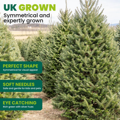 6ft Fresh Cut Fraser Fir Christmas Tree Real Live Fresh Seasonal Xmas ...