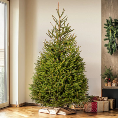 6ft Fresh Cut Norway Spruce Christmas Tree Real Live Fresh Seasonal ...