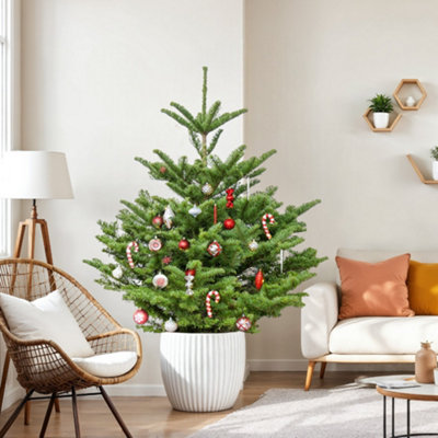 6ft Noble Fir Pot Grown Christmas Tree - Real Live Fresh Living Potted ...