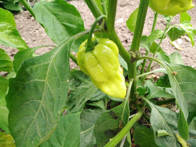 7 Pot Chaguanas Yellow Chilli Seeds - 10 Fresh Seeds