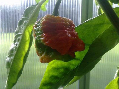 7 Pot Infinity Chilli Seeds - 10 Fresh Seeds