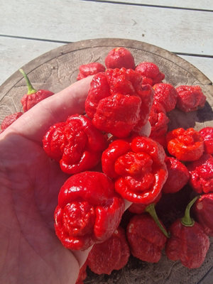 7 Pot Lava Chilli Seeds - 10 Fresh Seeds
