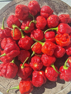 7 Pot Lava Chilli Seeds - 10 Fresh Seeds
