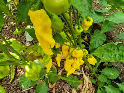 7 Pot Lobotomy Yellow Chilli Seeds - 10 Fresh Seeds