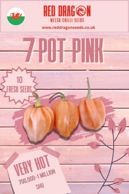 7 Pot Pink Chilli Seeds - 10 Fresh Seeds