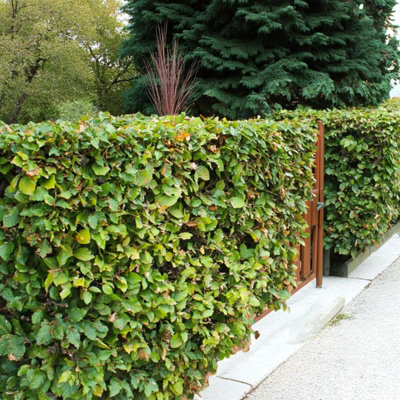 7 x Beech Bare Root Hedging - 40-60 cm High Fagus sylvatica Live Ready ...