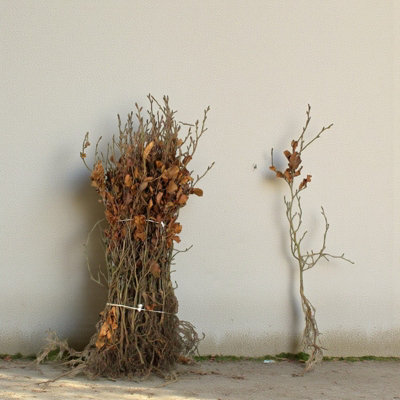 7 x Beech Bare Root Hedging - 40-60 cm High Fagus sylvatica Live Ready ...