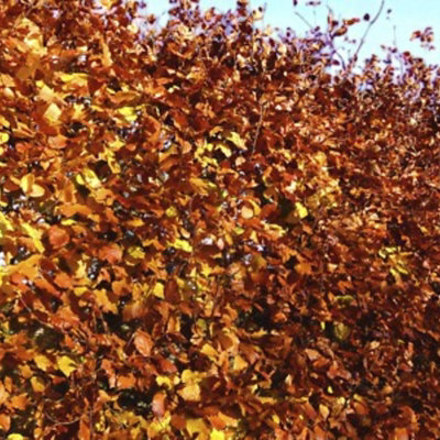 7 x Beech Bare Root Hedging - 40-60 cm High Fagus sylvatica Live Ready ...
