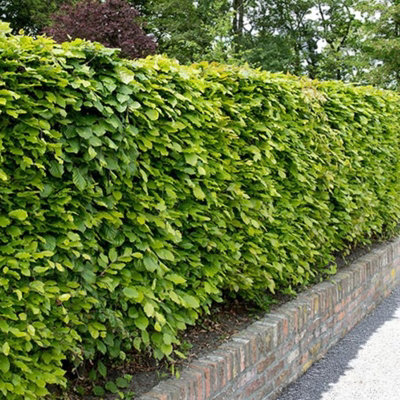 7 x Beech Bare Root Hedging - 40-60 cm High Fagus sylvatica Live Ready ...