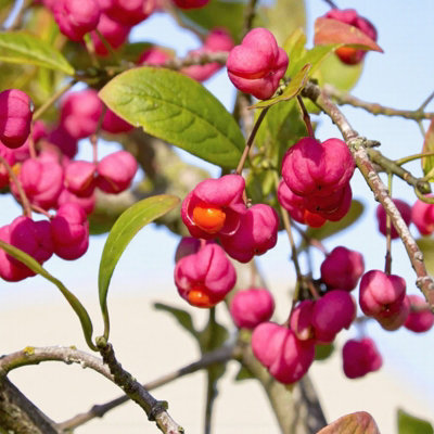 7 x Euonymus europaeus Bare Root Hedging - 40-60 cm European Spindle ...