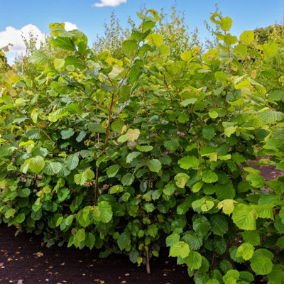 7 x Hazel Bare Root Hedging - 40-60 cm Corylus avellana Hardy Deciduous ...