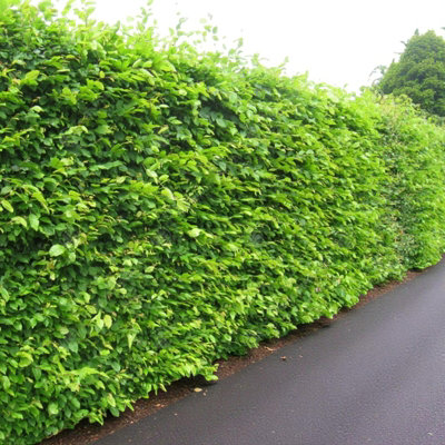 7 x Hornbeam Bare Root Hedging - 40-60 cm Hardy Deciduous Carpinus ...