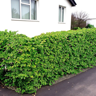 7 x Hornbeam Bare Root Hedging - 40-60 cm Hardy Deciduous Carpinus ...