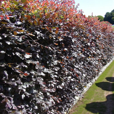 7 x Purple Beech Bare Root Hedging - 40-60 cm High Fagus sylvatica ...