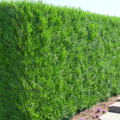 7 x Western Red Cedar Bare Root Hedging - 40-60cm High Thuja plicata ...