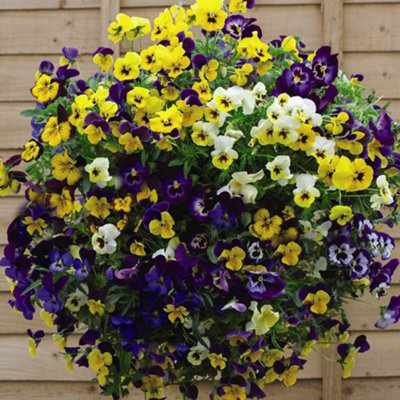 72 Pansy Waterfall Mix Plants - Winter Flowering at B&Q