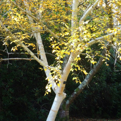 8 Silver Birch Jacquemontii 4-5ft Stunning Trees, Himalyan White Birch ...
