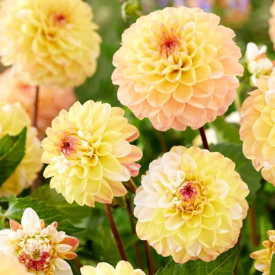 8 x Dahlia Double Jill Summer Bulbs - Yellow White Apricot Decorative ...