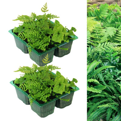 8 x Hardy Fern Plant Mix - Evergreen Outdoor Ferns - Shade Loving ...