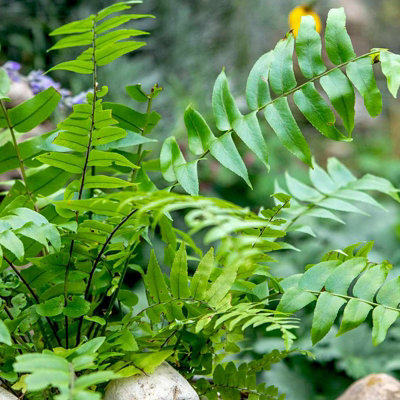 8 x Hardy Fern Plant Mix - Evergreen Outdoor Ferns - Shade Loving ...