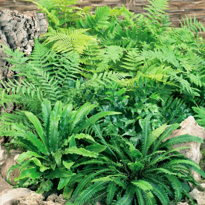 8 x Hardy Fern Plant Mix - Evergreen Outdoor Ferns - Shade Loving ...