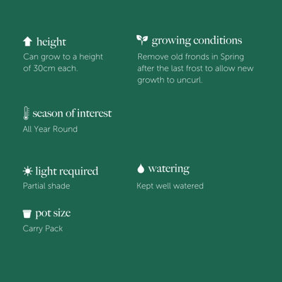 8 x Hardy Fern Plant Mix - Evergreen Outdoor Ferns - Shade Loving ...