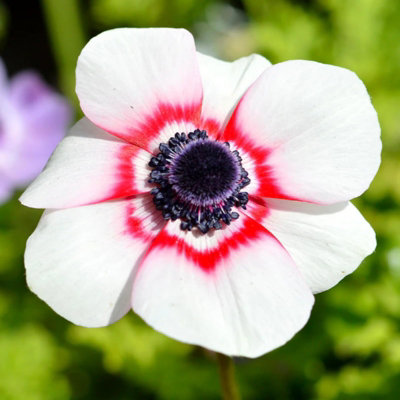 80 x Anemone Bicolor Da Caen Summer Bulb Corms - White Poppy Spring ...